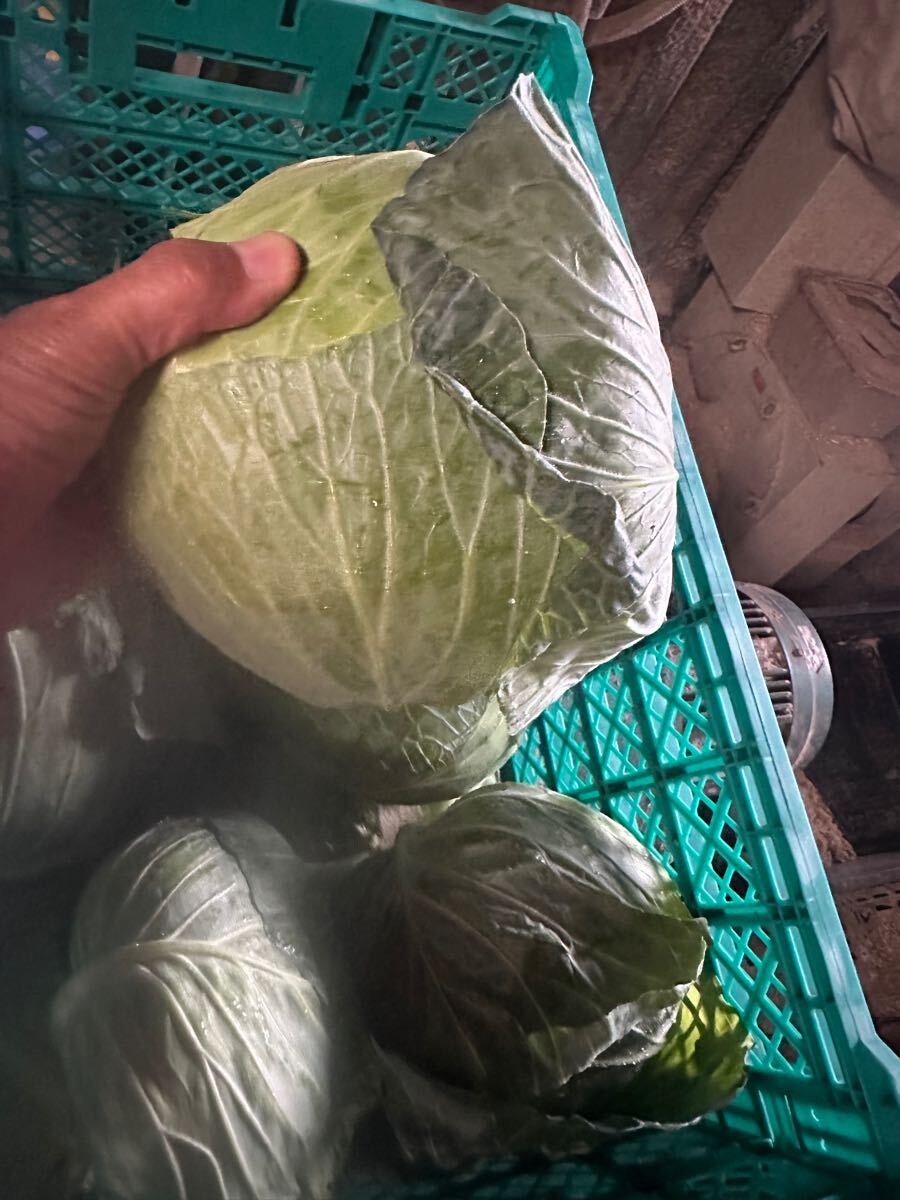 【未使用】☆訳あり・処分品☆キャベツ 1セット7kg （3-5個）☆の落札情報詳細 - Yahoo!オークション落札価格検索 オークフリー