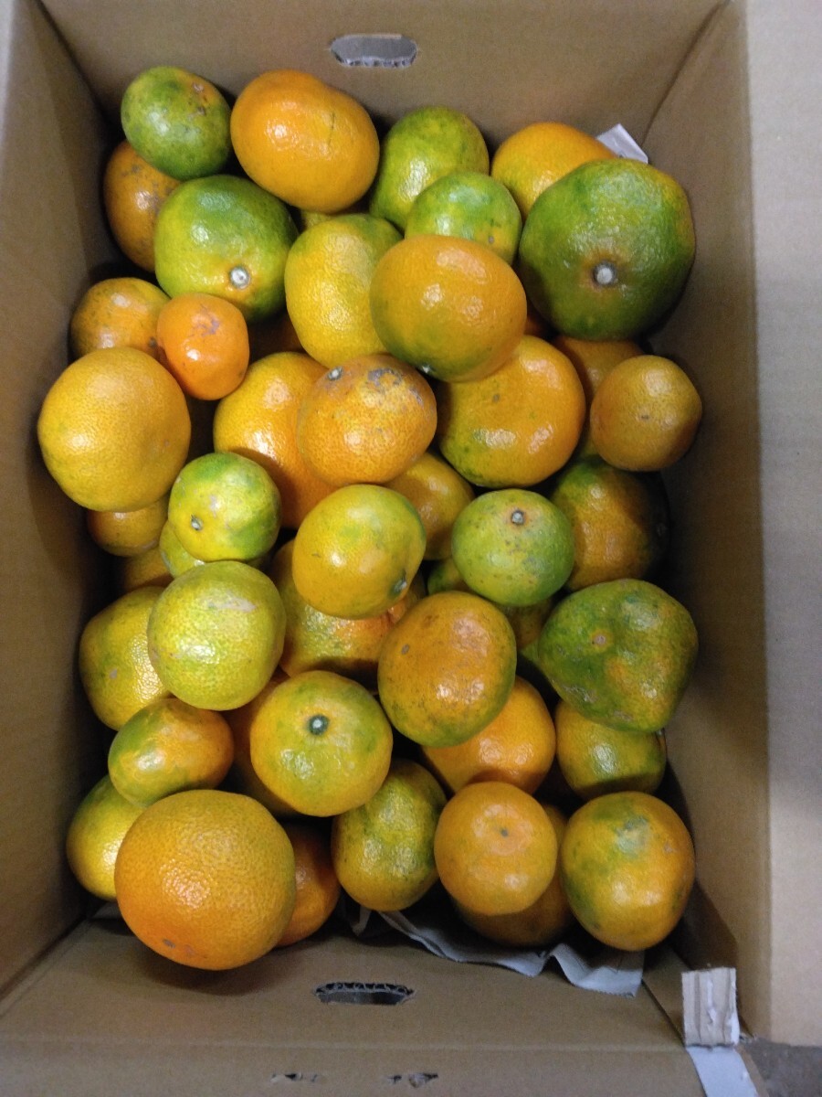 【やや傷や汚れあり】限定2箱 全国送料無料 青い宮川早生みかん 箱込み10kg 2S〜4Lサイズ混合 愛媛中島産 ②の落札情報詳細 - Yahoo!オークション落札価格検索 オークフリー