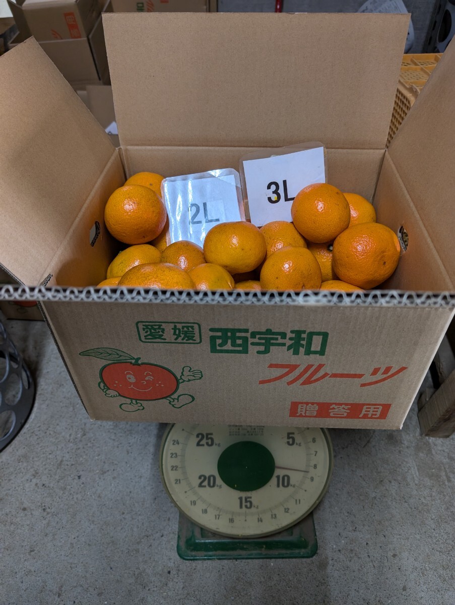 【傷や汚れあり】愛媛西宇和産 石地みかん 2L-3L 8.5kgの落札情報詳細 - Yahoo!オークション落札価格検索 オークフリー