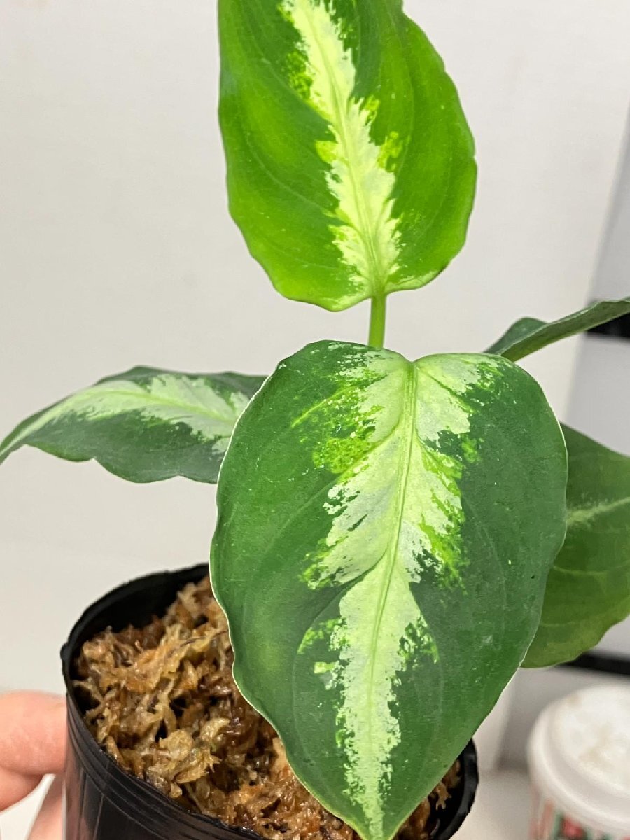 【未使用に近い】6957 「観葉植物】アグラオネマ ピクタム トリカラー【Aglaonema pictum tricolor・美株・サトイモ科・多肉植物】の落札情報詳細 - Yahoo ...