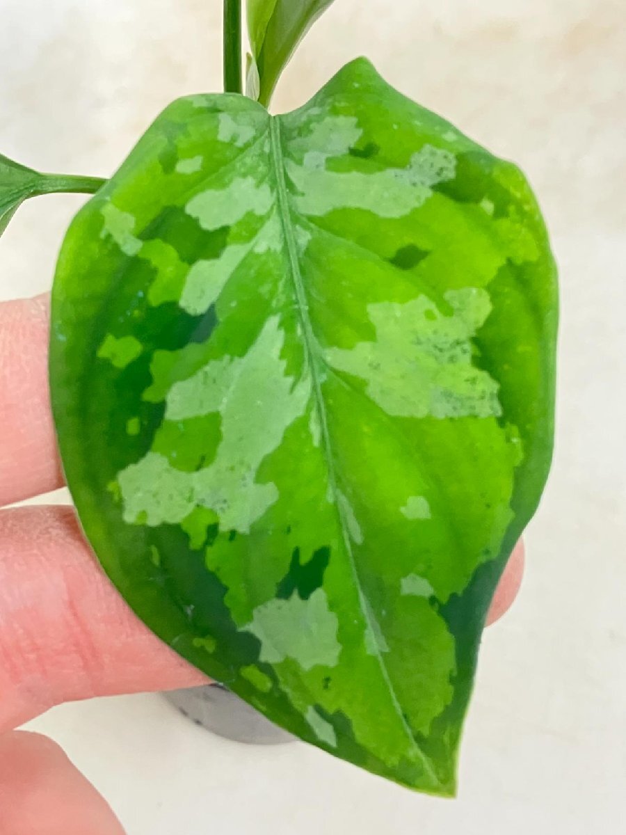 【未使用に近い】6939 「観葉植物】アグラオネマ ピクタム トリカラー【Aglaonema pictum tricolor・美株・サトイモ科・多肉植物】の落札情報詳細 - Yahoo ...
