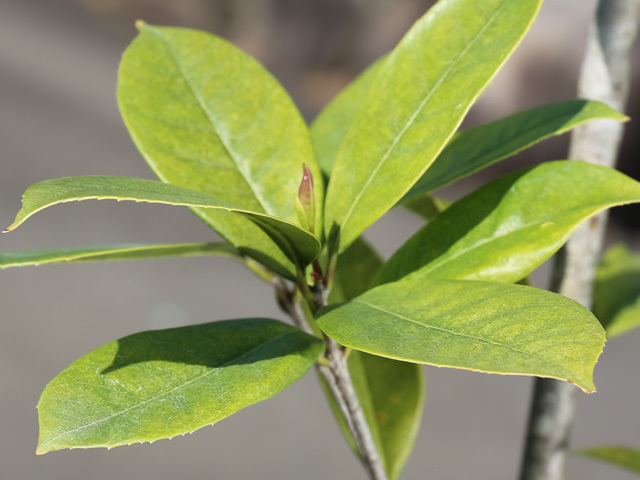 【未使用】ギンモクセイ 0.1m 10.5cmポット 苗の落札情報詳細 - Yahoo!オークション落札価格検索 オークフリー