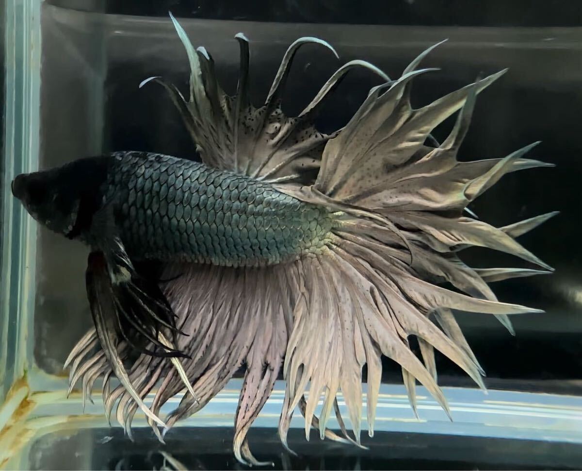 【未使用に近い】ベタ オス キングクラウンテール KCT-1の落札情報詳細 - Yahoo!オークション落札価格検索 オークフリー