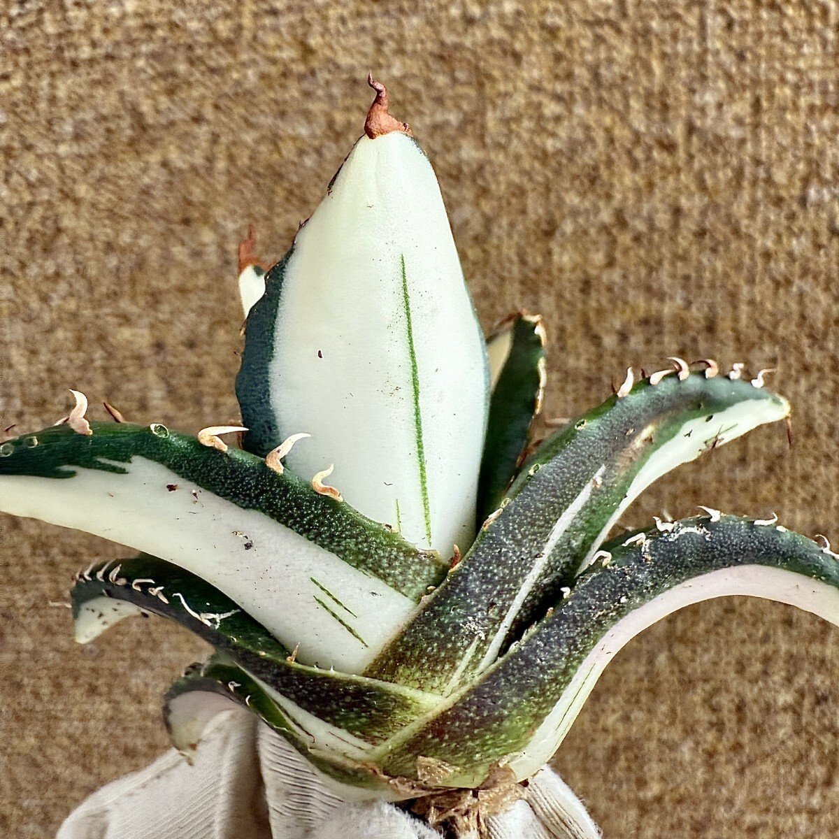 【目立った傷や汚れなし】【MCGRADY-PLANTS】R516 アガベ チタノタ 太陽神錦 瓷白中斑錦 鮮明錦 斑入り（永久斑）極上希少 極上株の落札情報詳細 - Yahoo!オークション ...