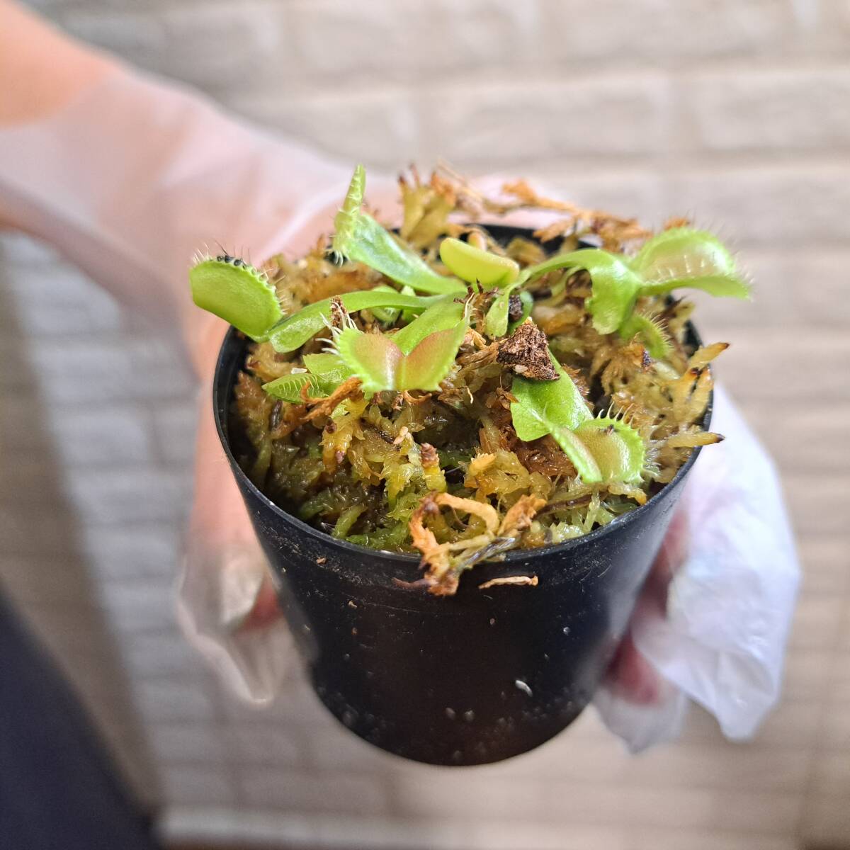 【未使用】☆1円スタート☆003 ハエトリソウ 植物☆Dionaea muscipula 'BCP clone aka Moon Trap ...