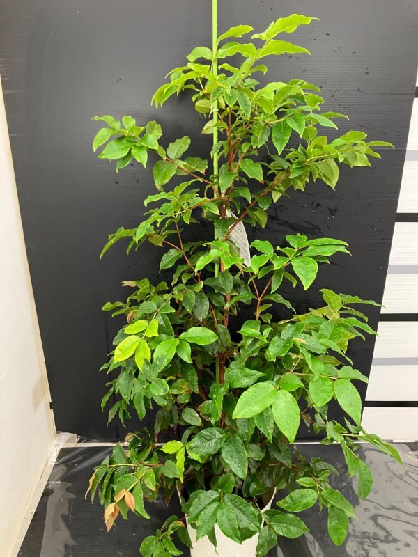 【未使用】1160 「ジャボチカバ・5寸・1鉢販売・現品・同梱不可・果樹苗・Plinia cauliflora・沖縄と北海道対応不可】の落札情報詳細 - Yahoo!オークション落札価格検索 ...