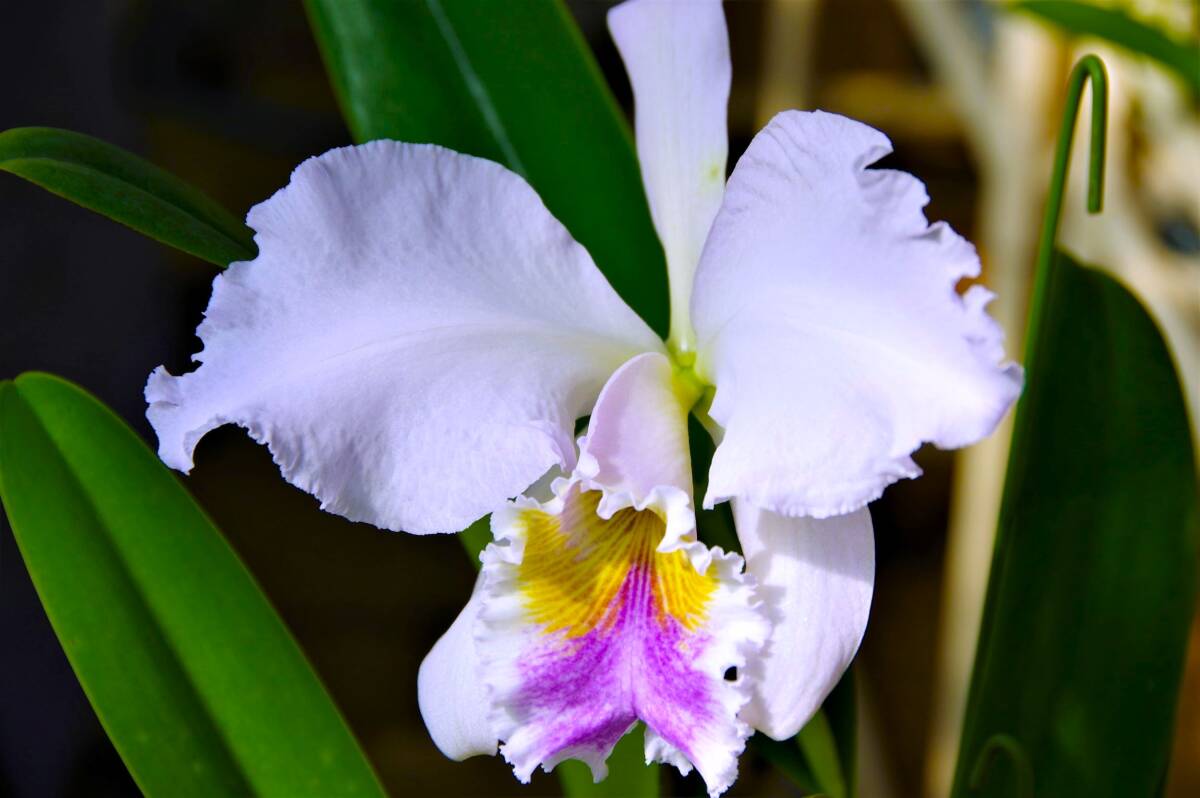 【やや傷や汚れあり】 洋蘭原種カトレア c mossiae coerulea Azul自然個体 OG株の落札情報詳細 - Yahoo ...