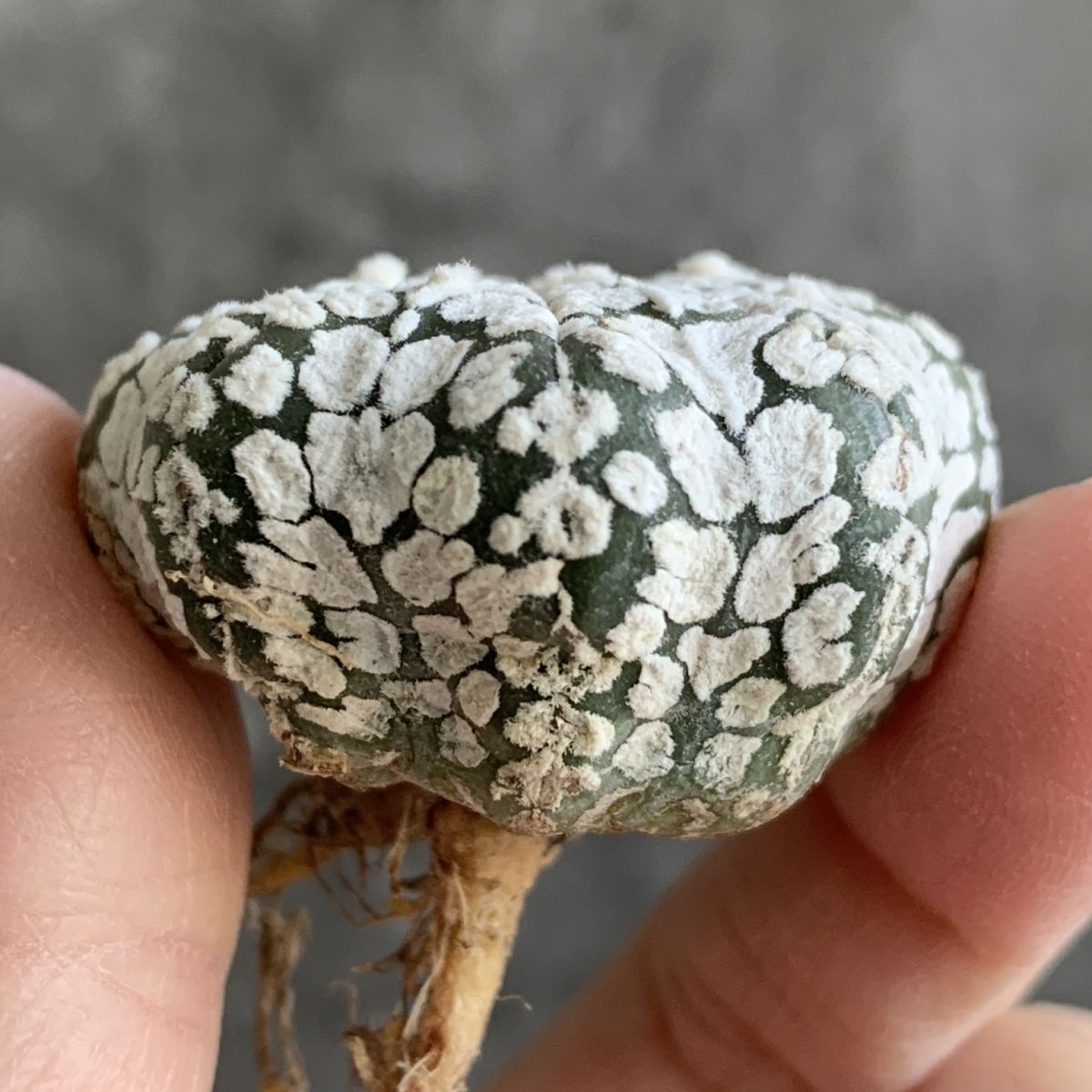 【未使用】【A4651】【 アストロフィツム 兜丸 ' スーパー兜 V タイプ ' 】 実生株 Astrophytum asterias ' V Type ' サボテンの落札情報詳細 ...