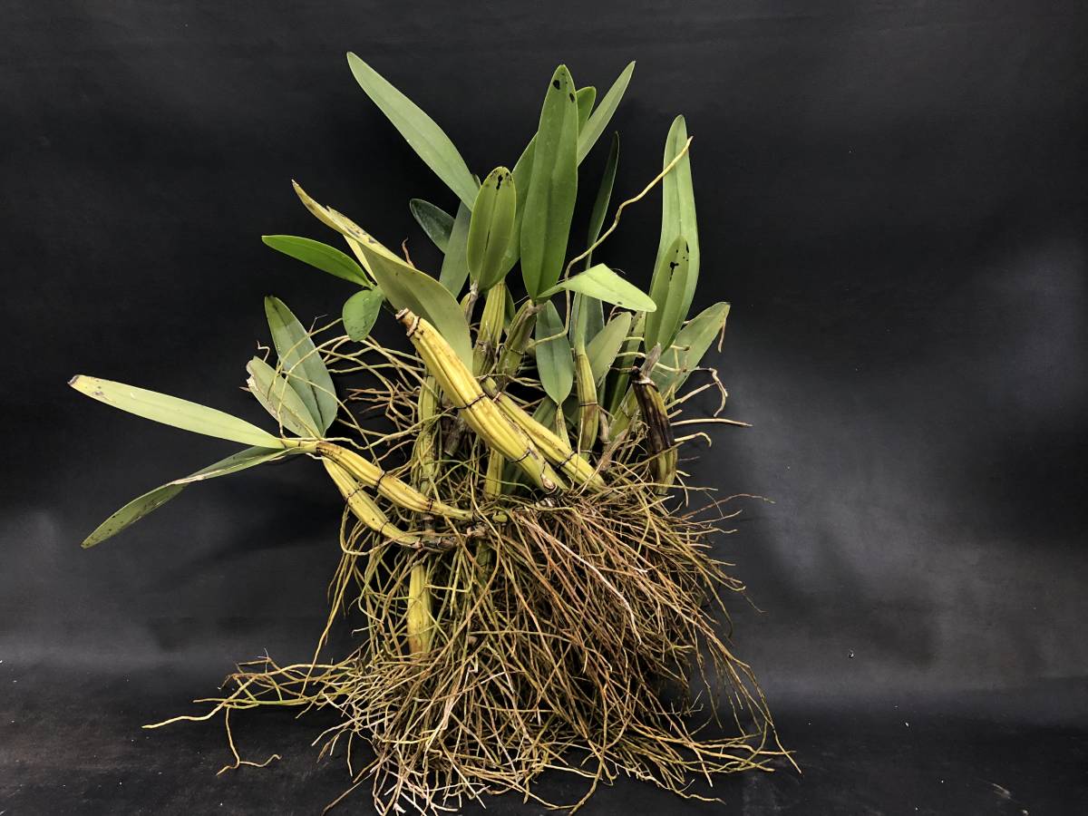 【新品】★洋蘭★原種★カトレア★L. superbiens f.alba 'Don Hubert Cross'★レリア スーパービエンス ...
