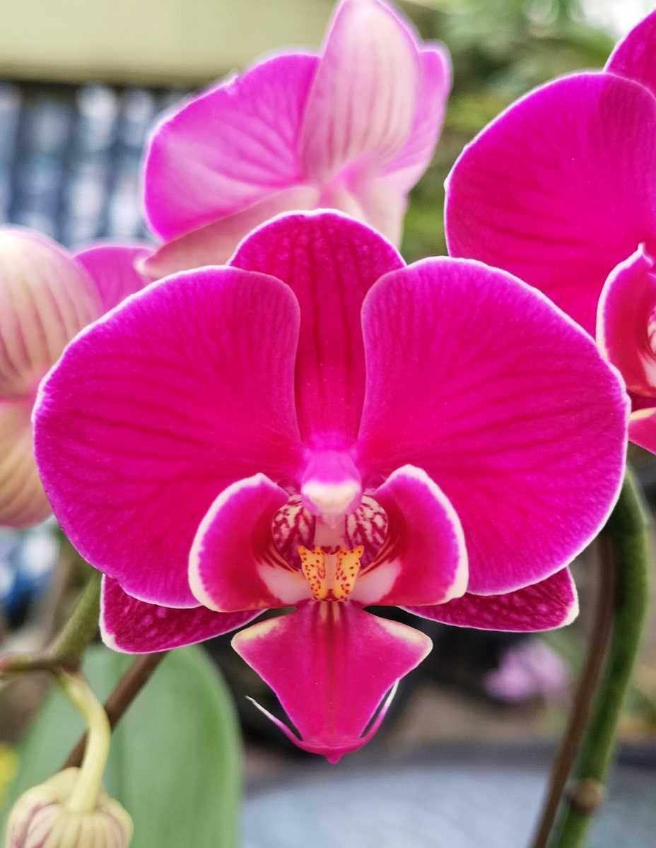 【第四種 洋蘭 花芽付 濃紫】Phal.Ching Ann Diamond 胡蝶蘭 チンアン ダイアモンドの落札情報詳細 - ヤフオク落札価格 ...