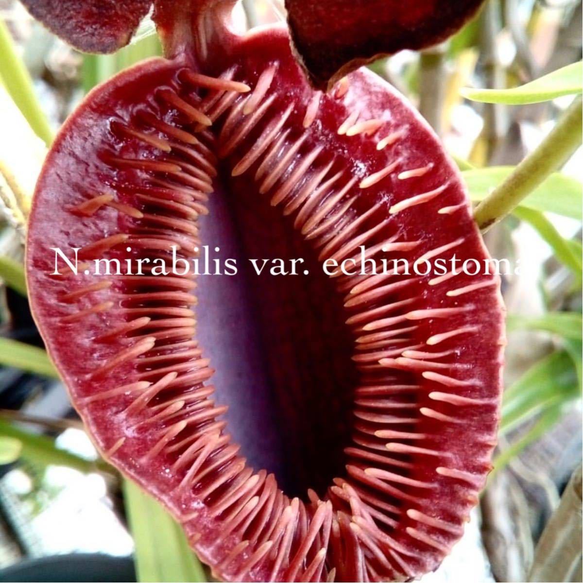 【新品】心を燃やせSALE!!!Nepenthes mirabilis var. echinostoma ウツボカズラ 食虫植物 ネペンテス ...