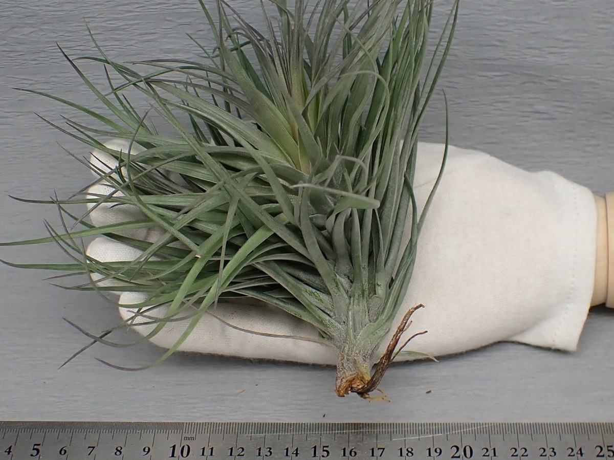 Tillandsia stricta 'Iridescent' チランジア・ストリクタ イリデッセント★エアプランツTI★第四種送料無料★税別 ...