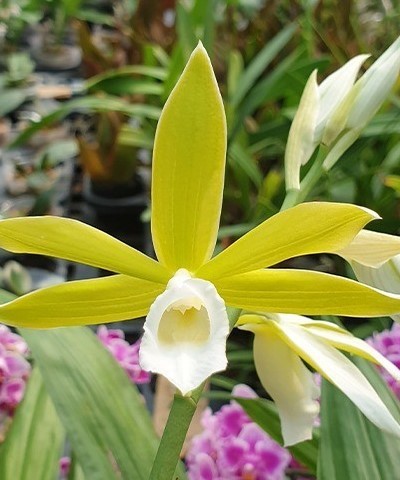 【傷や汚れあり】 洋蘭 Phaius. tankervilleae alba の落札情報詳細| ヤフオク落札価格情報 オークフリー