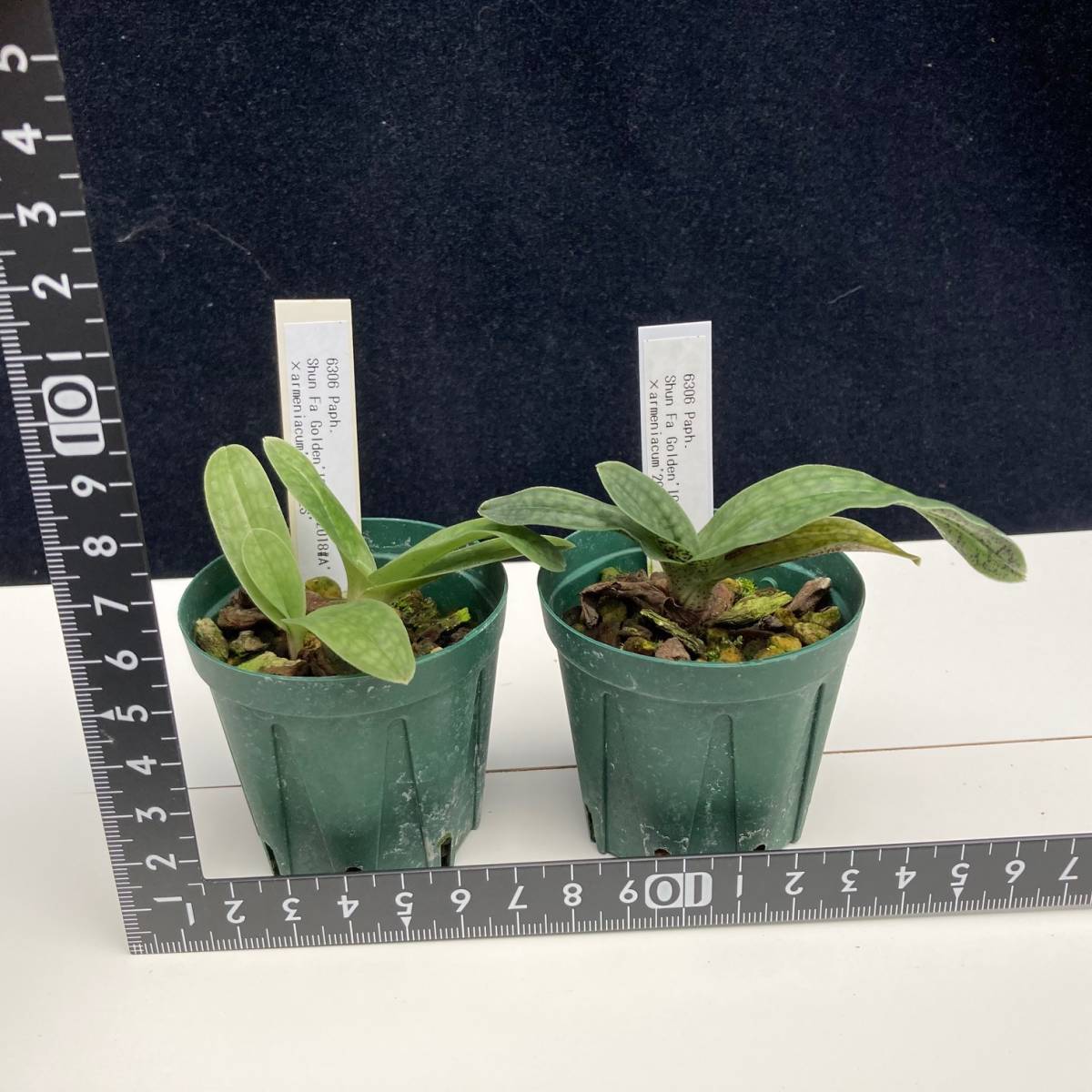 【未使用】洋蘭 パフィオ Paph. Shun Fa Golden x armeniacum（IC6306）2鉢、3苗セット の落札情報詳細 ...