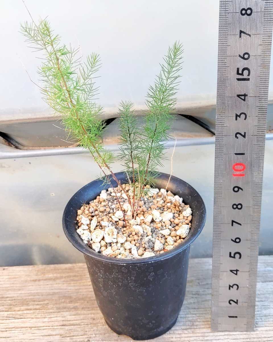 【やや傷や汚れあり】★珍品★【実生“株”/1株】Asparagus capensis (Swellendam)/アスパラガス・カペンシス ...
