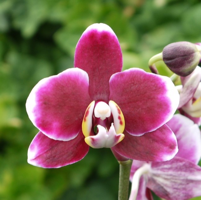 【やや傷や汚れあり】100円～ ファレノプシス デビラ ミニ胡蝶蘭 Phal. Devira 2.5号 ミディ ワイン の落札情報詳細 - ヤフオク落札価格検索 オークフリー