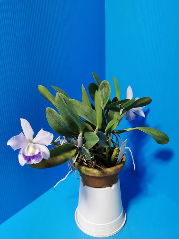 【やや傷や汚れあり】洋蘭 C. Mini Purple coerulea 開花中 の落札情報詳細 - Yahoo!オークション落札価格検索 ...