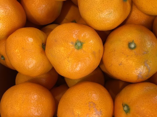 【未使用】早生みかんミックス（2L～3L）10kg箱 熊本県産 送料無料！！の落札情報詳細 - ヤフオク落札価格検索 オークフリー