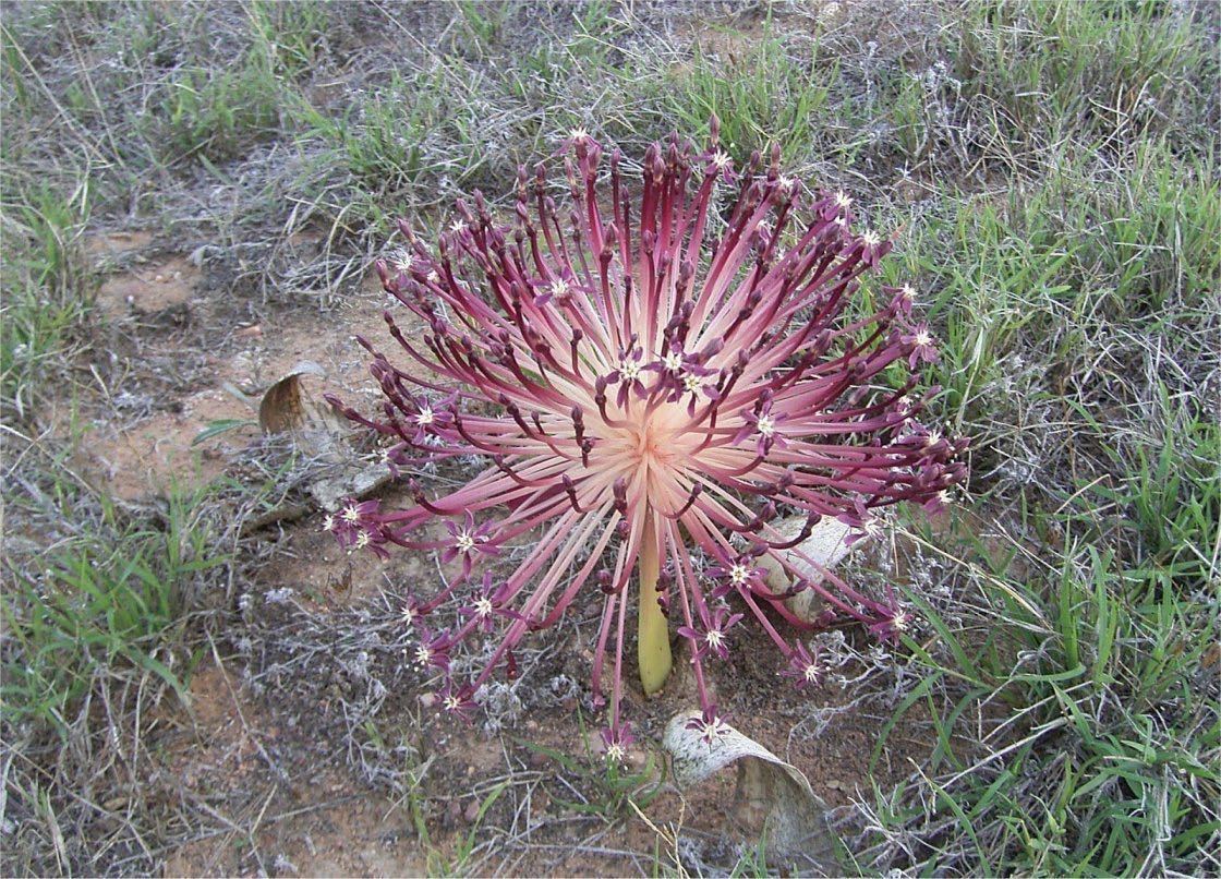 【未使用】輸入球 クロッシネ グッタータ Crossyne guttataの落札情報詳細 - Yahoo!オークション落札価格検索 オークフリー