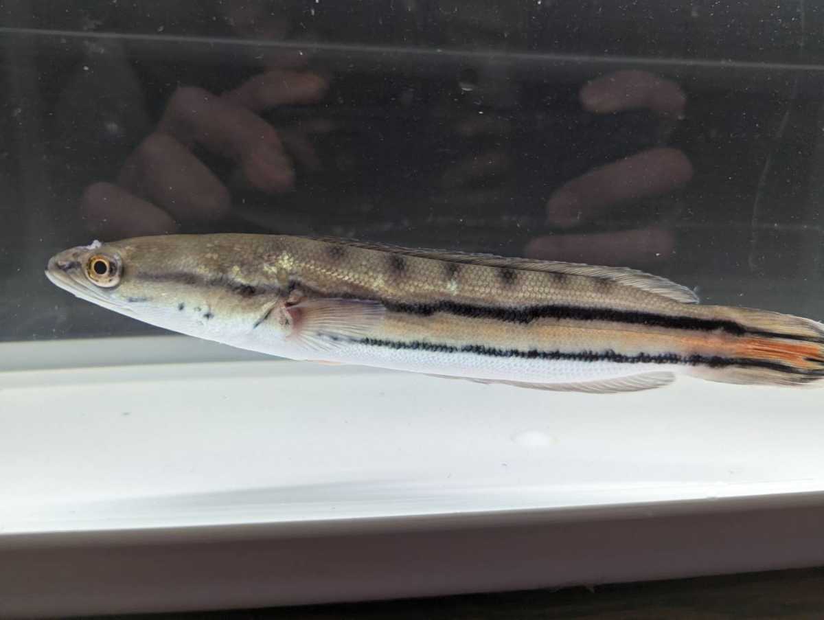 【目立った傷や汚れなし】《toto fish》レッドスネークヘッド ジャンビ産 約20cm ラス1個体の落札情報詳細 - ヤフオク落札価格検索 ...