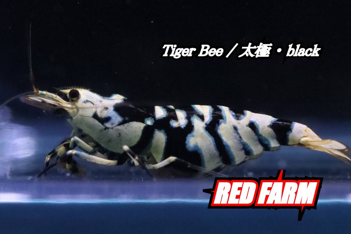 【未使用】【RED FARM】 特選 ★ Tiger bee shrimp / “ 太極 （black） two pair “ ★ （抱卵個体 ...