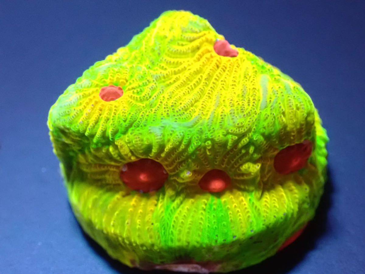 【目立った傷や汚れなし】キクメイシ レインボーファビア Rainbow Favia (土・日・月曜日 発送限定)の落札情報詳細 - ヤフオク ...