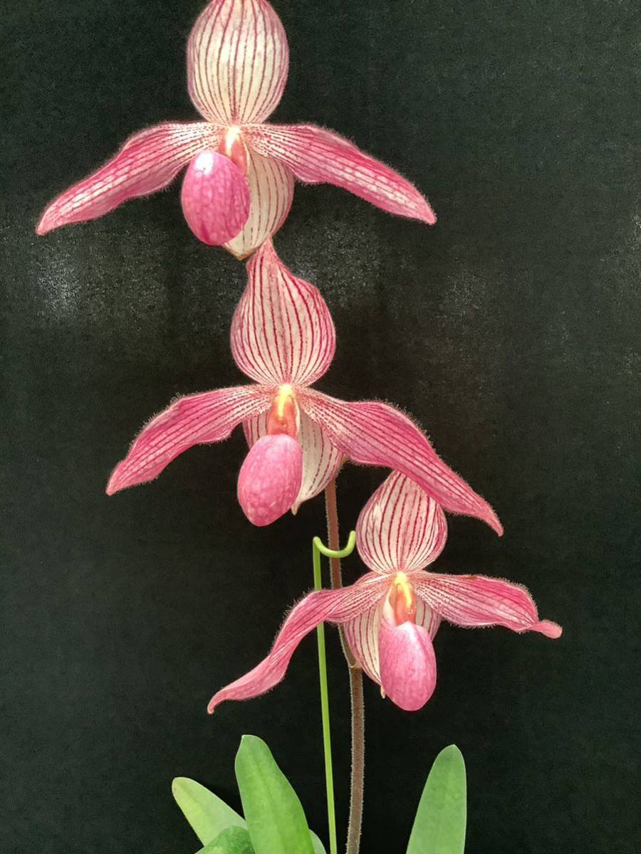 【やや傷や汚れあり】洋蘭 パフィオ Paph Paphiopedilum Delrosi ‘Kiyota’ BM/JOGAの落札情報詳細 - Yahoo!オークション落札価格検索 オークフリー