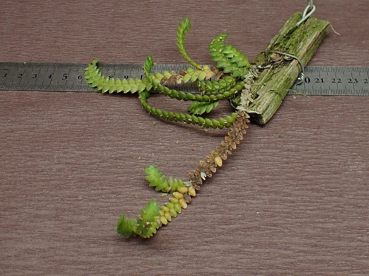 【未使用】Microsaccus griffithii バンダ の仲間 原種 洋蘭 洋ラン Vanda ミクロサッカス ミクロサックス グリフ ...