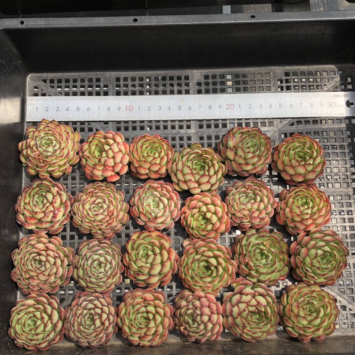 【未使用】多肉植物24個 0416-D086 ドリームローズ エケベリア カット苗 寄植えの落札情報詳細 - Yahoo!オークション落札価格検索 オークフリー