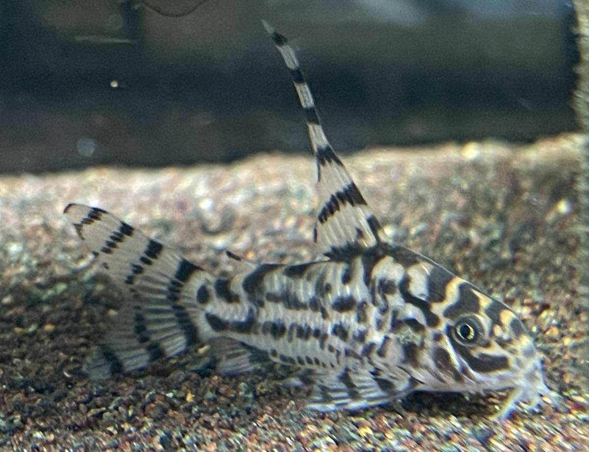 【未使用】コリドラス・ゼブリーナ(CW111) WILD F1×2匹 餌喰い良好 病歴なし 保証あり 約4.0〜4.5cm ペアの落札情報詳細 ...