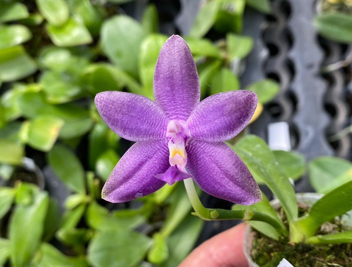 【未使用】(^。 ^)(307) Phal. Hsinying Blue Oceanの落札情報詳細 - ヤフオク落札価格検索 オークフリー
