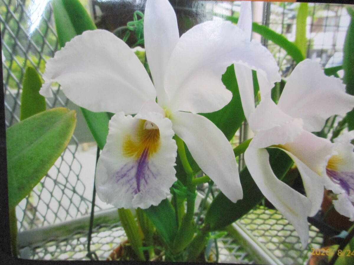 【やや傷や汚れあり】洋蘭 原種 カトレア C.labiata f.amethystina 'Canoinha' (='Norma-Dreher ...