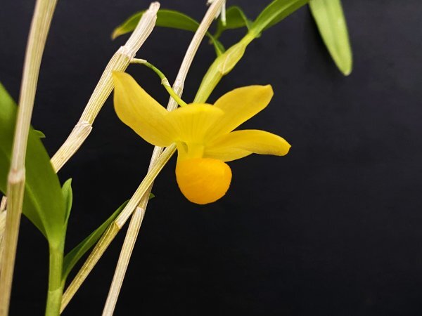 【未使用】★洋蘭★原種★デンドロ★Den. chrysocrepis★クリソクレピス★山野草★着生蘭★パフィオのような袋型リップが特徴★寒さに強い強健種★の落札情報詳細 - Yahoo ...