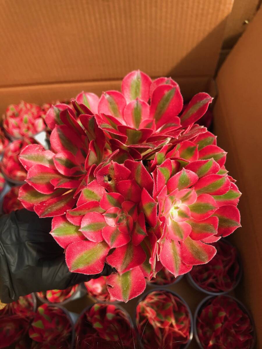 【未使用に近い】25株 J204-1多肉植物 エケベリアピンクウィッチサボテン 観葉植物 花 園芸 レア種根 付きの落札情報詳細 - Yahoo!オークション落札価格検索 オークフリー