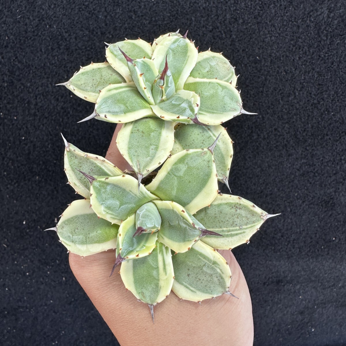 【目立った傷や汚れなし】【Lj_plants】Q121 多肉植物 アガベ 吉祥天パリー ホーチエンシス美株 2株同梱の落札情報詳細 - Yahoo!オークション落札価格検索 オークフリー