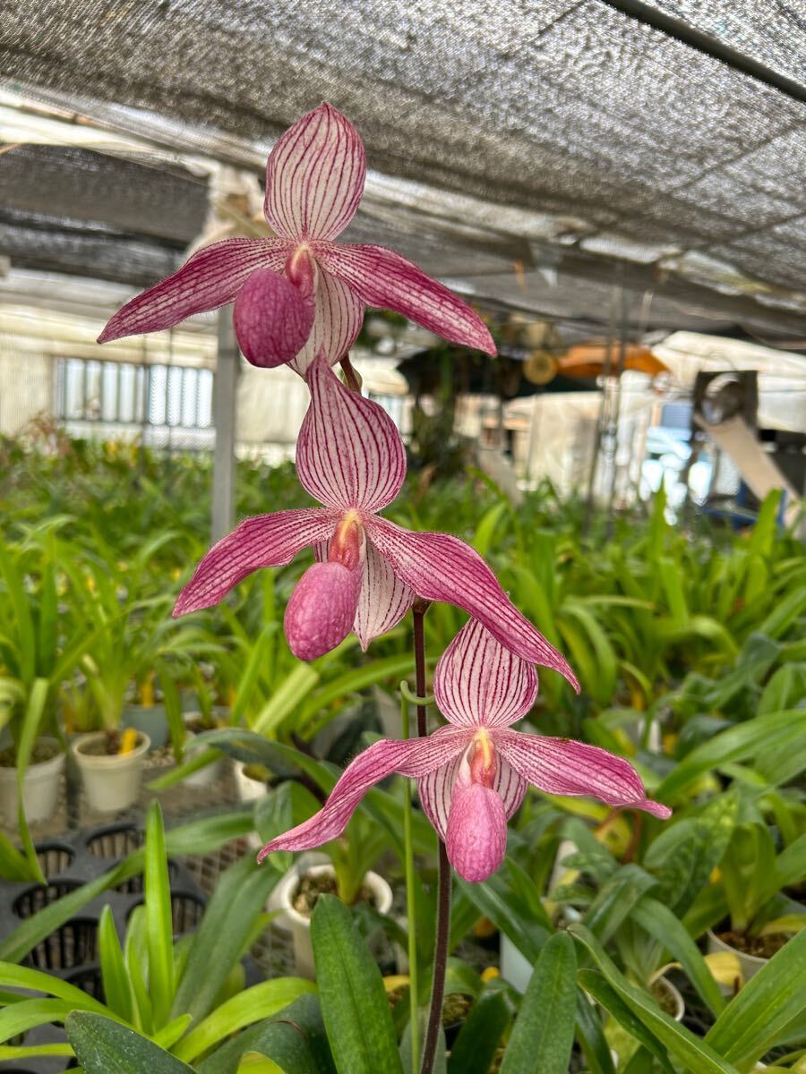 【やや傷や汚れあり】洋蘭 パフィオ Paph Paphiopedilum Halo ‘White Ridge’BM/JOGAの落札情報詳細 ...