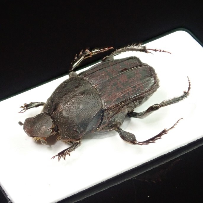 【未使用】/Vl** メキシコ産 Cheironitis属 13.5mmの落札情報詳細 - Yahoo!オークション落札価格検索 オークフリー