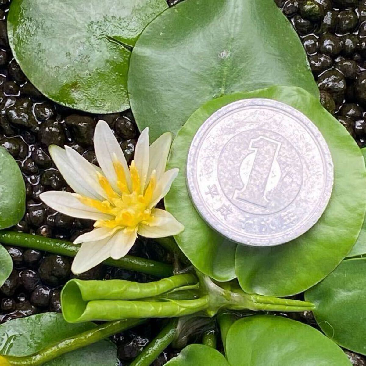 【目立った傷や汚れなし】Nymphaea thermarum 実生株 ルワンダ原産 世界最小睡蓮 スイレン テルマルムの落札情報詳細 - Yahoo!オークション落札価格検索 オークフリー