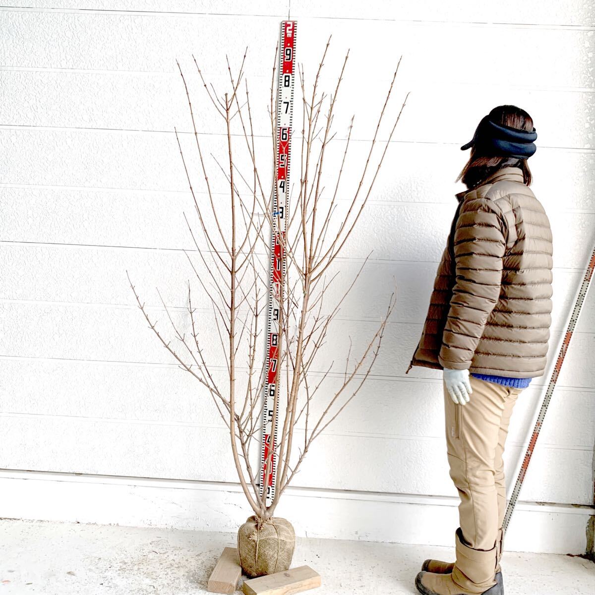 【やや傷や汚れあり】オオデマリ 樹高:約180cm 【苗木 白花 大手毬 落葉樹 紫陽花 アジサイ】040101の落札情報詳細 - Yahoo!オークション落札価格検索 オークフリー