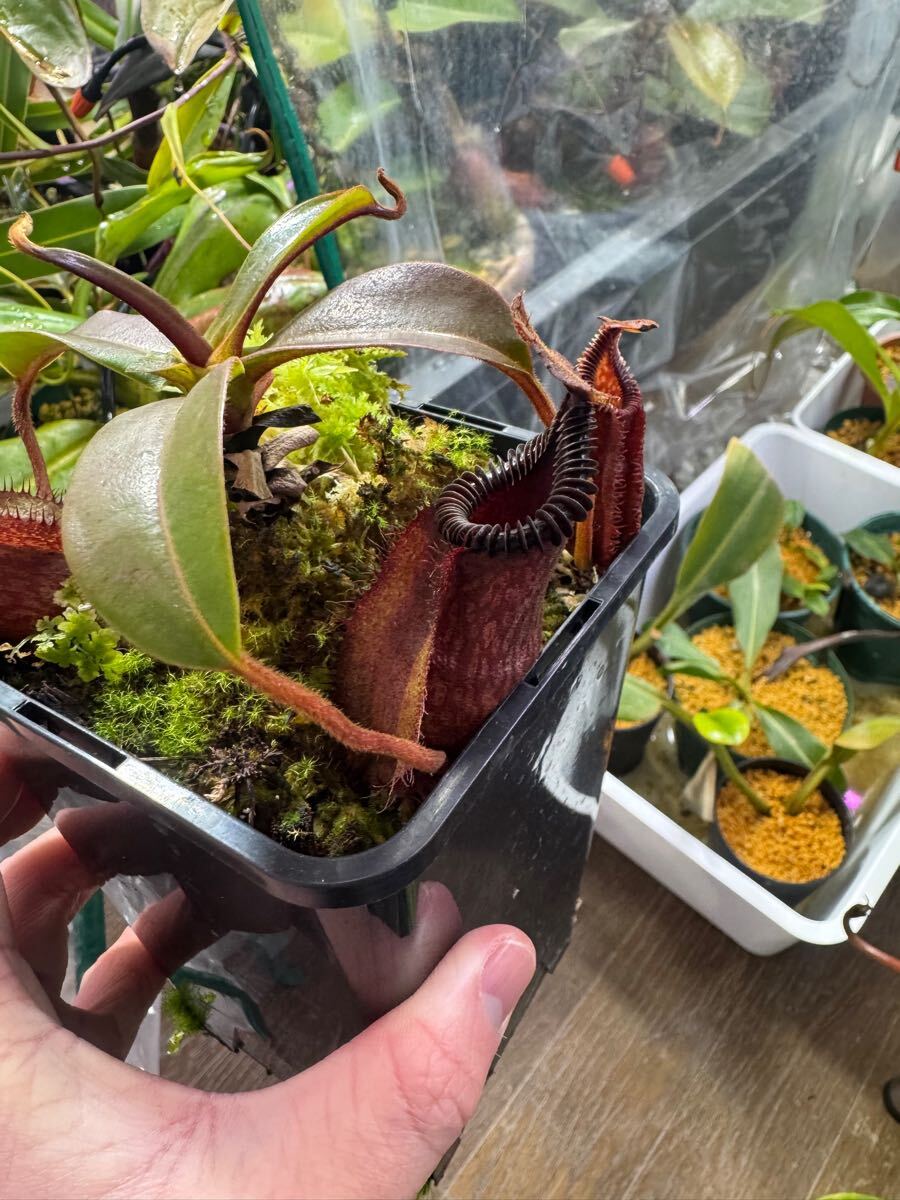 【未使用】N.(vent × sib)-giant × N.(vent × (lowii × vent)) EPH-1-38-6 オス 4号 ...