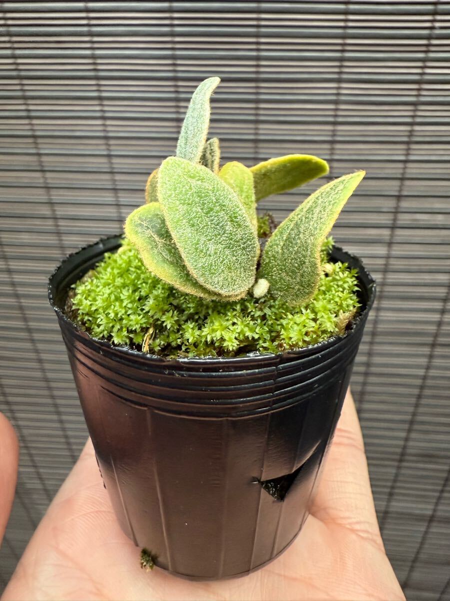 【やや傷や汚れあり】★きよし P. 'Fishbone' ビカクシダ コウモリラン フィッシュボーン original 2株の落札情報詳細 - Yahoo!オークション落札価格検索 オークフリー