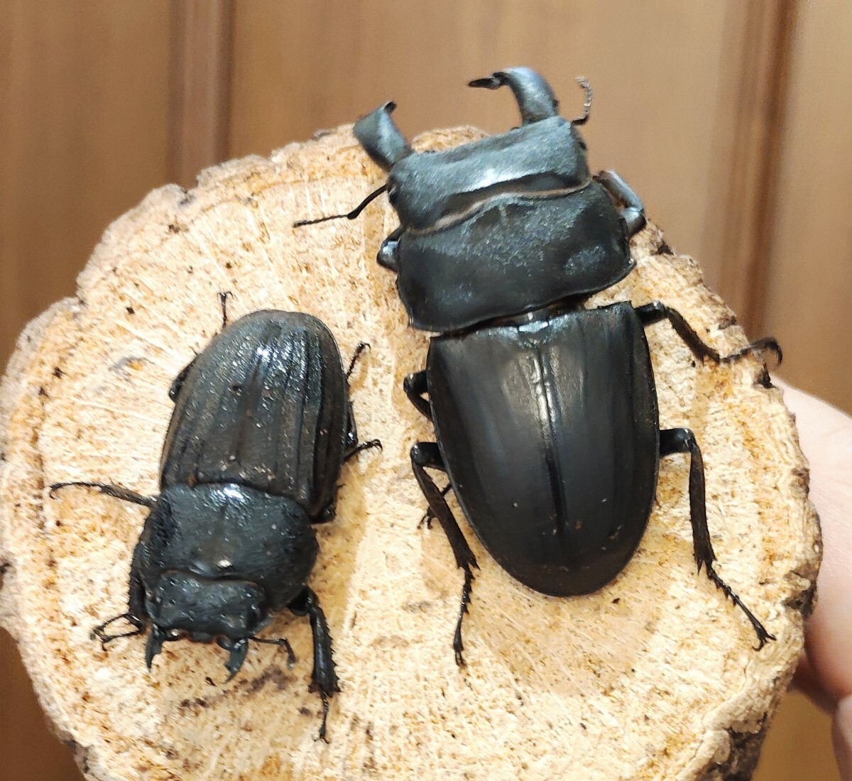 【未使用に近い】★1円スタート★【鍬の爪】スジブトヒラタ(笠利_WF1)ペア[♂_62mm／♀_41mm](スジブト スジブトヒラタクワガタ)の落札情報詳細 - Yahoo!オークション落札 ...
