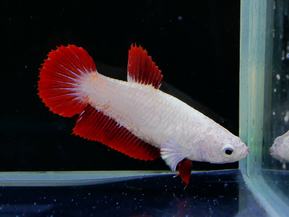 【目立った傷や汚れなし】【PoPo Betta】【即決送料無料】ベタ H51 PK レッドドラゴン ♀タイ直輸入 ★説明文改訂★必ずご確認くださいの落札情報詳細 - Yahoo!オークション ...