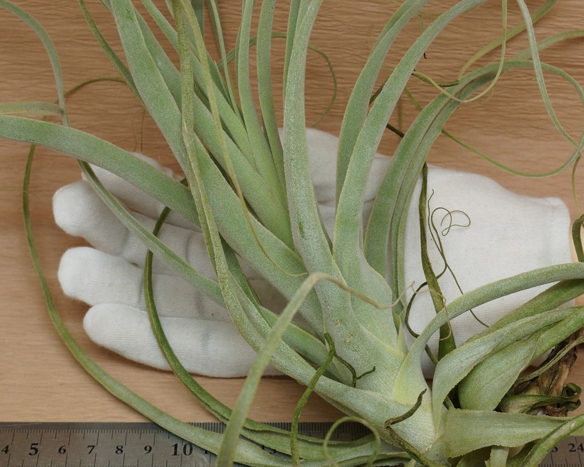 Tillandsia straminea 'Fuzzy Giant' チランジア・ストラミネア ファジージャイアント★エアープランツTI★第四 ...