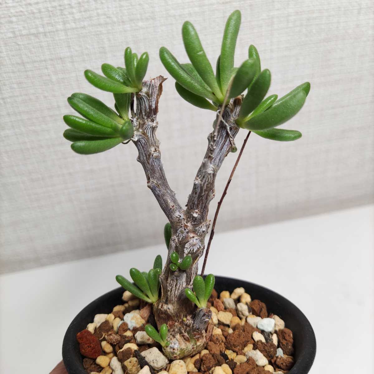 チレコドン ストリアツス tylecodon striatus コーデックス 冬型 塊根 塊茎 多肉植物 珍奇植物 サボテンの落札情報詳細 ...