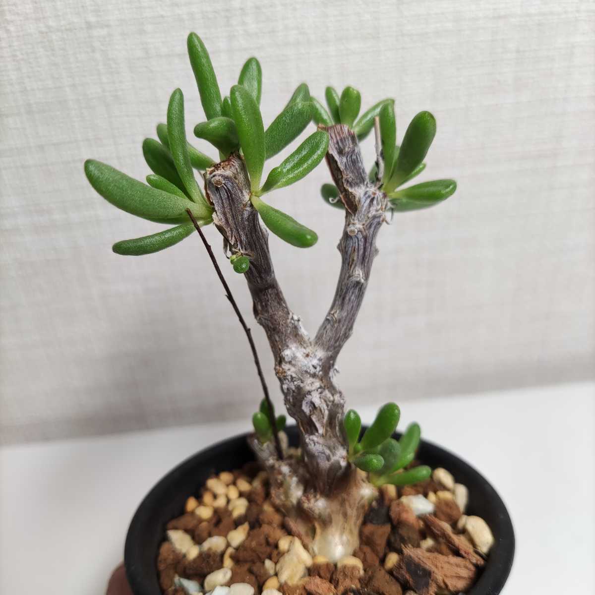 チレコドン ストリアツス tylecodon striatus コーデックス 冬型 塊根 塊茎 多肉植物 珍奇植物 サボテンの落札情報詳細 ...