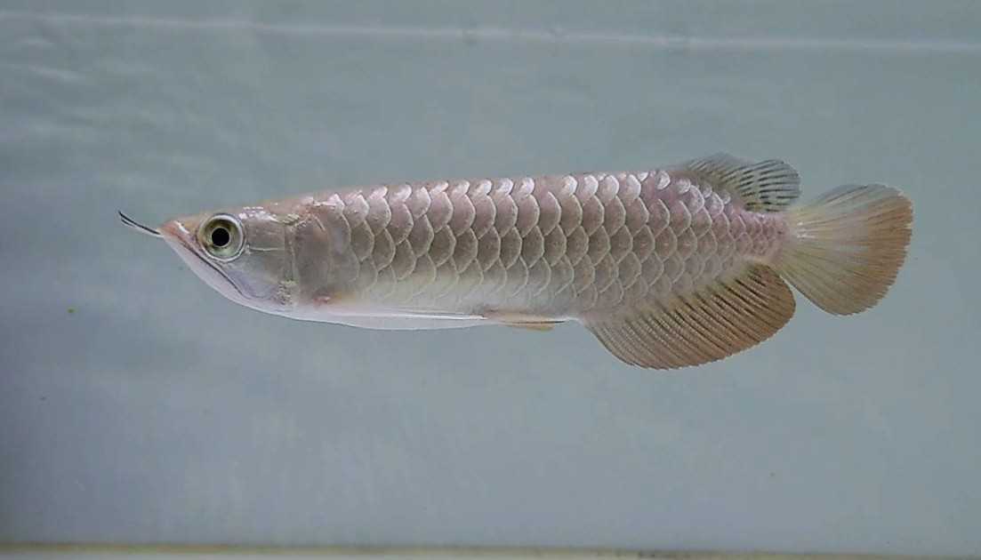 NEC 日本電気 C4570C オペアンプ 4558互換 90年代マレーシア製 中古1個 の落札情報詳細| ヤフオク落札価格情報 オークフリー