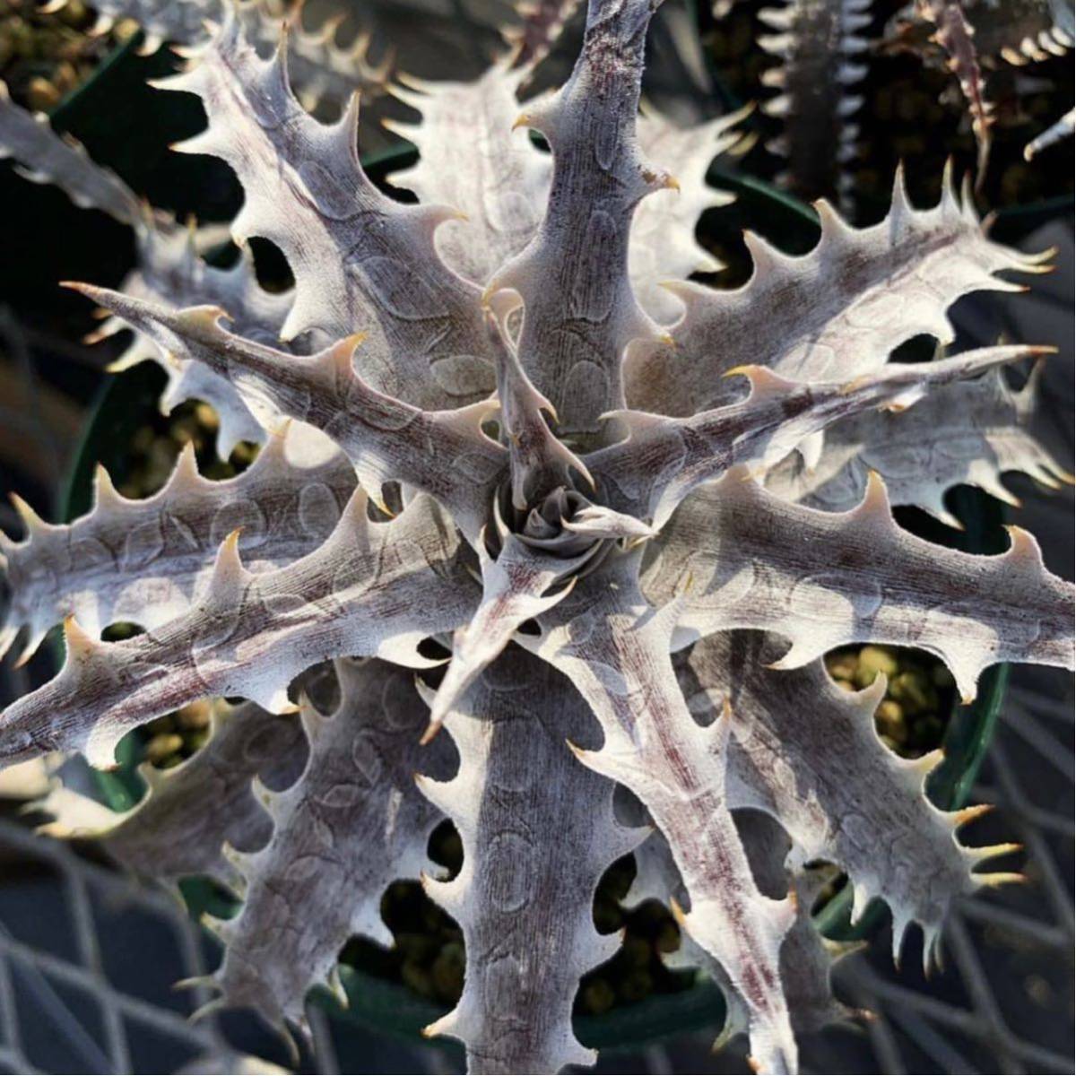 ★英国メロハー★STRATUS【Throwing Shapes】ストレイタス / クライヴ・バー / IRON MAIDEN ...