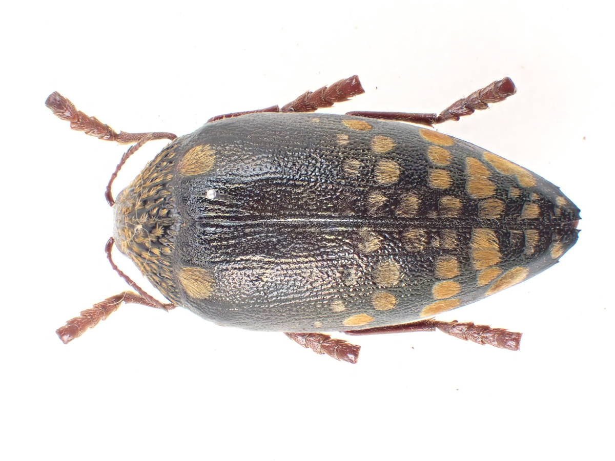【未使用】Sternocera-24 クリイロフトタマムシ(Sternocera castanea boucardi) エチオピア産 大型種 ...
