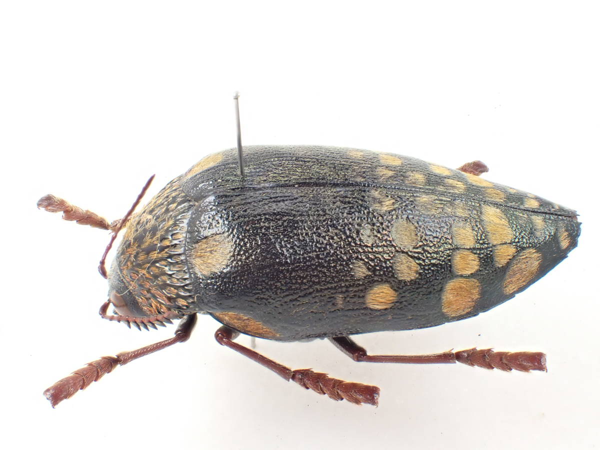 【未使用】Sternocera-24 クリイロフトタマムシ(Sternocera castanea boucardi) エチオピア産 大型種 ...